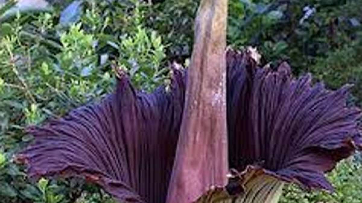 இங்கிலாந்தில் பூத்த ‘பிணமலர்’ : 10 ஆண்டுக்கு ஒருமுறை பூத்து 48 மணி ...