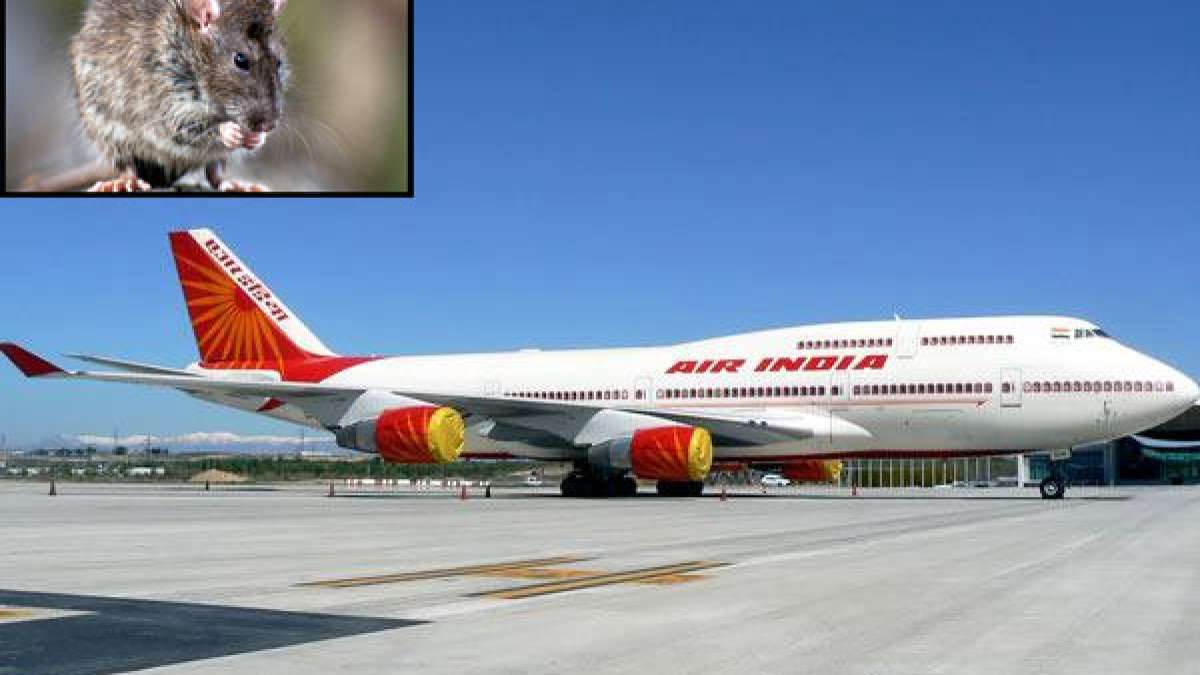 ஏர் இந்தியா விமானத்தை தரையிறக்கிய எலிகள் | Rats on a plane force Air ...
