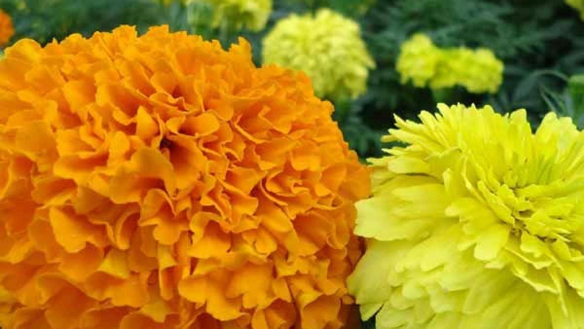 விளைச்சல் அதிகம்... கேந்தி பூக்கள் விலை கடும் சரிவு.. குப்பையில் ...