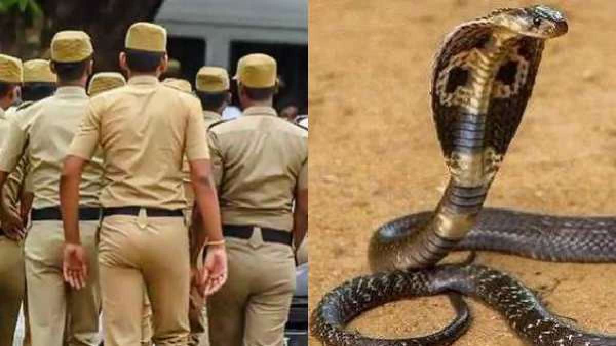 "பாம்புகள் பாதுகாக்கும் போலீஸ் ஸ்டேஷன்.." தமிழக-கேரளா எல்லையில் ஒரு ...