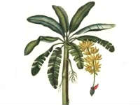 திருமணப்பந்தலில் வாழை மரம் கட்டுவது ஏன்? | why banana tree infrontof ...