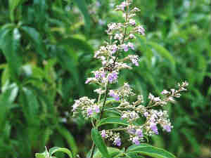 மூட்டுவலிகளை குணப்படுத்தும் நொச்சி இலைகள் | Medicinal uses of Nochi ...