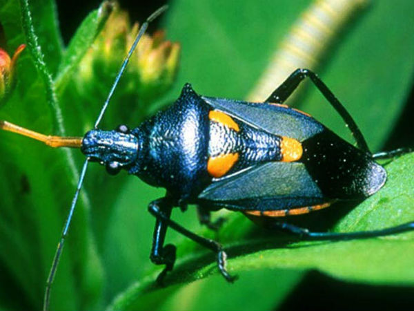 வெட்டுக்கிளி துவையல்.. கரப்பான் பூச்சி பொறியல்... இனி இதுதான் எதிர்கால ...