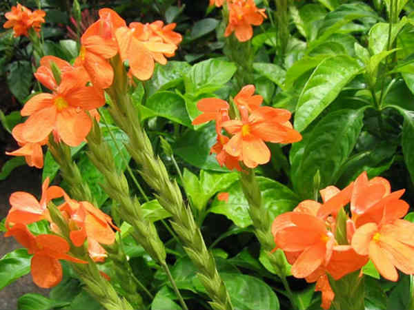 நெல்லையில் வெங்காயத்தை முந்தியது கனகாம்பர விலை | Price of kanakambaram ...