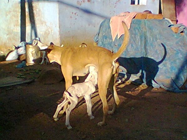 ஆட்டுக்குட்டிக்கு பால் கொடுக்கும் நாய்- செங்கோட்டையில் ஒரு அதிசயம் | A ...