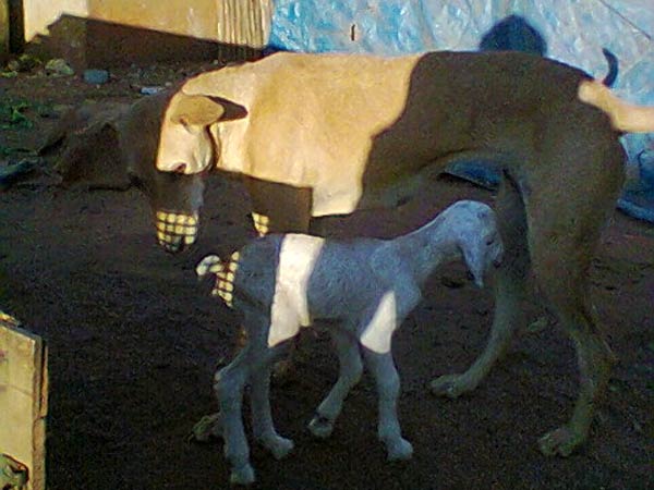 ஆட்டுக்குட்டிக்கு பால் கொடுக்கும் நாய்- செங்கோட்டையில் ஒரு அதிசயம் | A ...