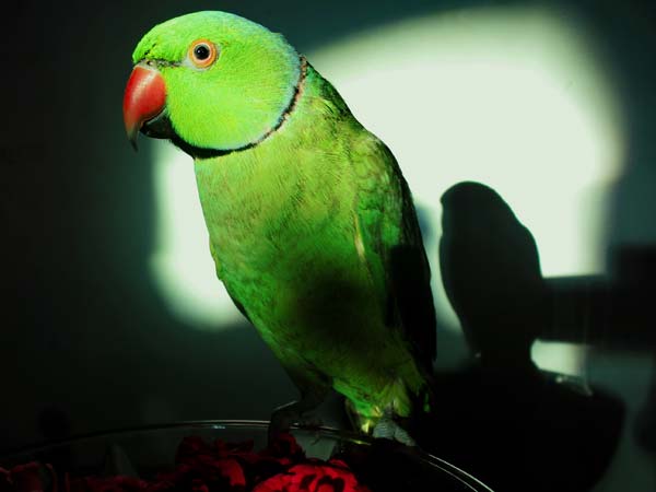 காட்டிக் கொடுத்த செல்ல கிளி, மாட்டிக் கொண்ட கொலையாளி... | Parrot lifts ...