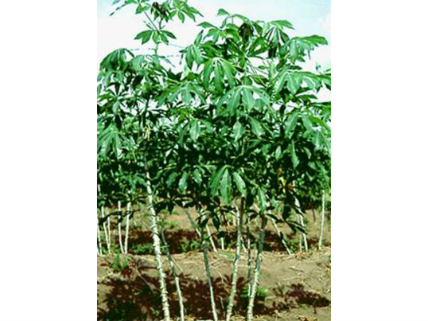 வரத்து அதிகரிப்பு.. விலை குறைந்த மரவள்ளிக் கிழங்கு.. கவலையில் ...