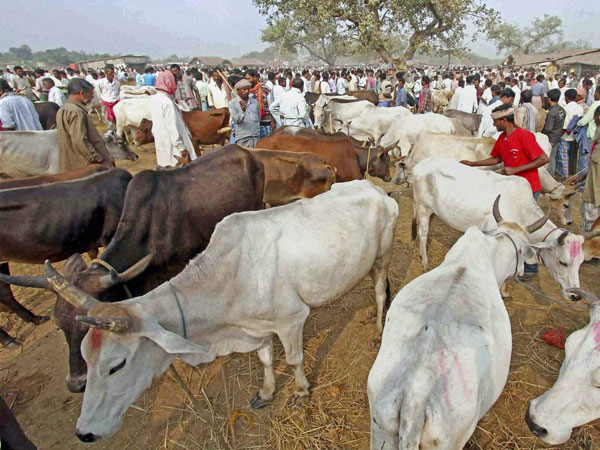 கொங்கு நாட்டு கால்நடை திருவிழா.. பொள்ளாச்சியில் குவிந்த காளைகள், ஆடுகள் ...
