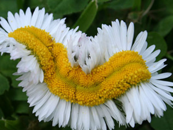 அணு உலை அழிந்த பகுதியில் “கோணையாய்” பூக்கும் பூக்கள் - மரபுப் பிழையால் ...