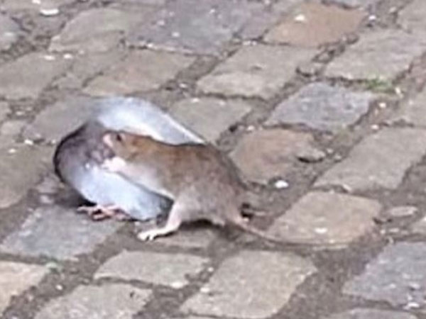 பெருச்சாளியிடம் சிக்கி பரிதாபமாக உயிரிழந்த புறா...! | Video shows rat ...