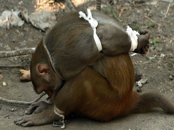 மும்பையில் 6 மாதமாக அட்டகாசம் செய்து வந்த குரங்கு கைது: பொது மக்கள் ...