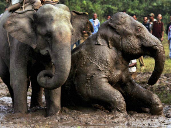 அடங்கா சேட்டை செய்யும் "மதுக்கரை மகாராஜ்".. பிடிக்க வரும் அண்ணன் ...