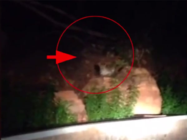 திருப்பதியில் சிறுத்தை நடமாட்டம்... பக்தர்கள் பீதி- வீடியோ | Watch ...