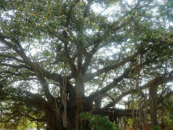 வர்தா புயலால் கூட அசைக்க முடியாத அடையாறு ஆலமரம்! 450 வருடம் பழமையானது ...