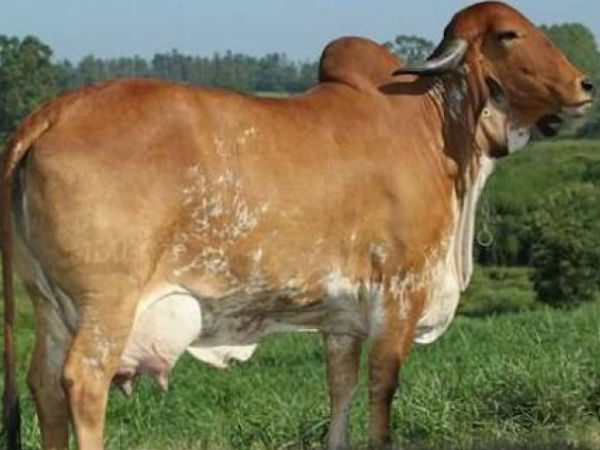 நாட்டு மாடு வளர்க்க ஆசையா.. எங்கு கிடைக்கும்… வாட்ஸ் ஆப்பில் வலம் வரும் ...