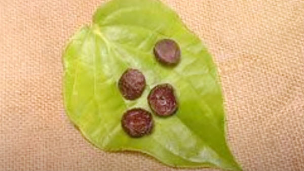 வெத்தலை பாக்கு போடுங்க.. வாழ்க்கை சூப்பரா இருக்கும்! | Thamboolam an ...