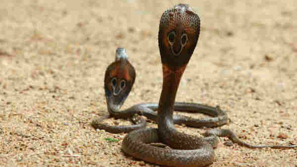Two Cobras in Classroom: கொரோனாவால் மூடப்பட்ட பள்ளி.. வகுப்பறைக்குள் ...