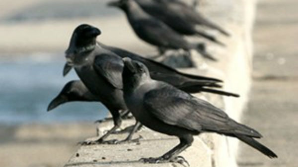 ராஜஸ்தானில்... கொத்து, கொத்தாக இறந்து விழுந்த காகங்கள்... பீதியில் ...