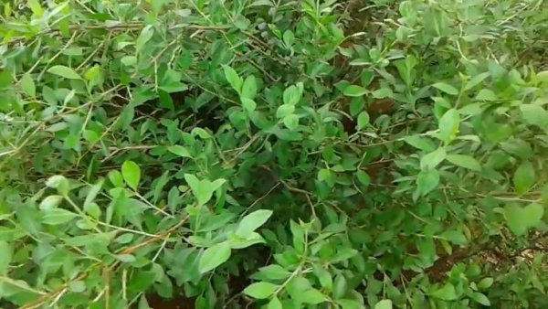 மருதாணியை வீட்டில் வளர்த்தால் இத்தனை நன்மைகளா?..எங்கே எப்படி ...