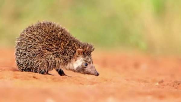 உடம்பு பூரா முள்ளு.. கோடை காலத்தில் மட்டுமே தூங்கும்.. மருத்துவ ...