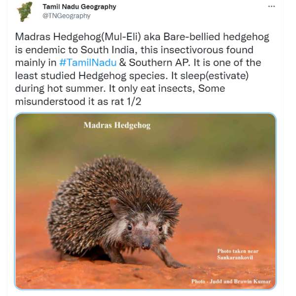 உடம்பு பூரா முள்ளு.. கோடை காலத்தில் மட்டுமே தூங்கும்.. மருத்துவ ...