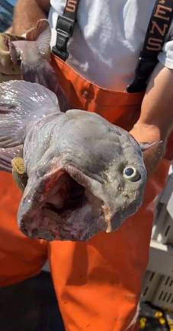 இது என்ன இப்படி இருக்கே? மீனா இது? மீனவர் பிடித்த விசித்திர மீன் ...