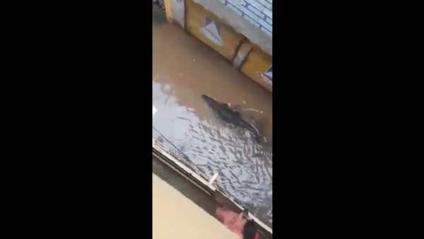 Fact Check: என்னாது பெங்களூர் மழை வெள்ளத்தில் முதலை அடித்து வரப்பட்டதா? உண்மை என்ன? | Fact Check ...