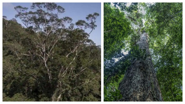 25 மாடி கட்டிட உயரம்! அமேசானில் கண்டுபிடிக்கப்பட்ட மிக உயரமான மரம் ...