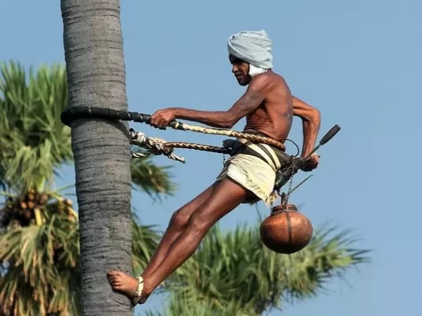 பனை மரம் ஏற சிறந்த கருவியை கண்டுபிடித்தால் ரூ.1 லட்சம் பரிசு! தமிழக ...