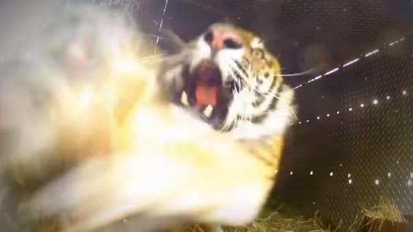 புலி கம்பீரமா நடந்து, உருமி பார்த்திருப்பீங்க.. ஆனா, பயந்து ...