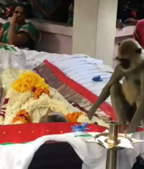 உணவளித்த நபர் மரணம்! முத்தம் கொடுத்து எழுப்பிய குரங்கு.. தேம்பி அழுத ...