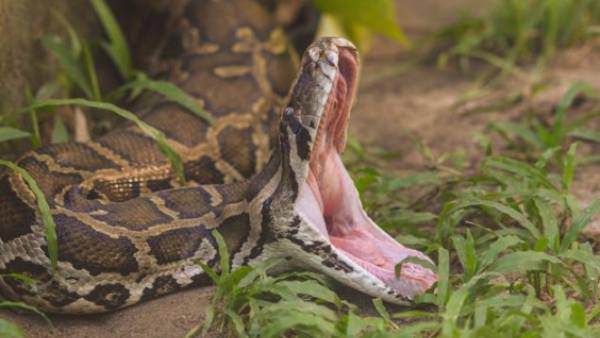 அசையாமல் கிடந்த 22 அடி பைத்தான் மலை பாம்பு.. வயிற்றுக்குள் பெண் உடல் ...