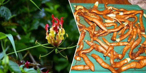 உடல் மினுமினுக்க வேண்டுமா.. வாட்ஸ் அப் தகவலை நம்பி.. செங்காந்தள் ...