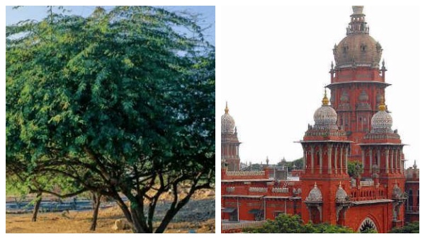 சீமைக்கருவேல மரங்களுக்கு இணையாக நாட்டு மரங்களை நட வேண்டும்.. தமிழக ...