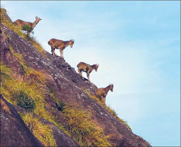 நீலகிரி வரையாடு இனத்தை பாதுகாக்க முதல்வர் தனிக்கவனம்! நாட்டிலேயே ...