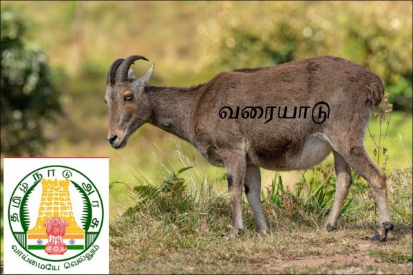 நீலகிரி வரையாடு இனத்தை பாதுகாக்க முதல்வர் தனிக்கவனம்! நாட்டிலேயே ...