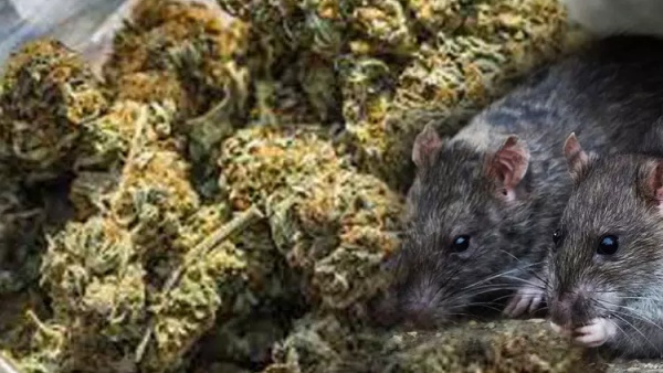 எலிக்கு என்ன திமிர் பாருங்க.. 19 கிலோ கஞ்சாவை தின்றுவிட்டதாம்.. சென்னை ...