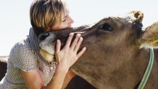 TITANIC தெரியும்.. அது என்ன COWTANIC.. பிப்., 14 பசு அரவணைப்பு ...