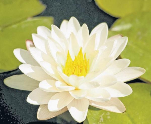 எண்ணற்ற மருத்துவ குணங்கள் மறைந்திருக்கும் வெண்தாமரை பூ.. அதன் வகைகளும் ...