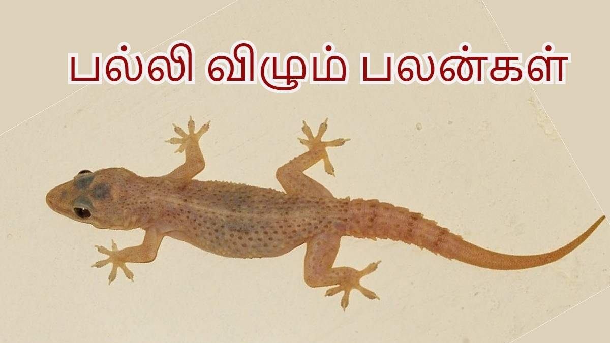 Palli Sollum Palan in Tamil: பாருங்க பல்லியே சொல்லிருச்சு..இந்த ...