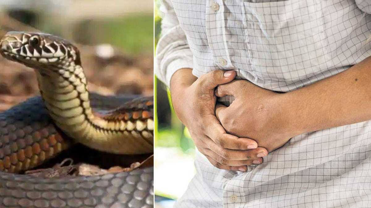 "வயிற்றுக்குள் பாம்பு புகுந்துவிட்டது" ஆஸ்பத்திரிக்கு ஓடிய நபர் ...
