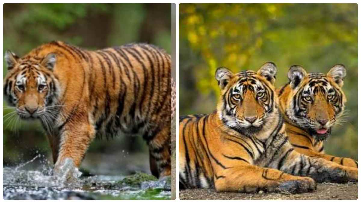 "பாயும் புலி!" அன்று வெறும் 1400.. இன்று 3167.. "நல்லதுதான்!" ஆனாலும் ...