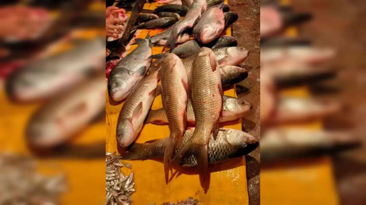 மீனின் பித்தப்பையை பச்சையாக சாப்பிட்டால் நீரிழிவு நோய் குணமாகுமா ...