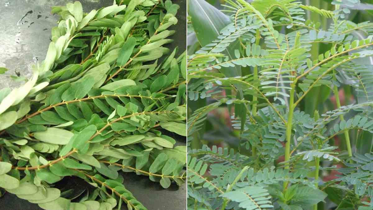 அகம் நோய் தீர்க்கும் அகத்தி கீரையின் அற்புத பலன்கள் | What Are the ...