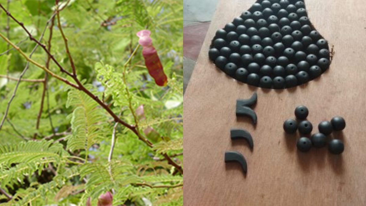 வீட்டு தோட்ட வாஸ்து டிப்ஸ்..ஆரோக்கியம் தரும் கருங்காலி, வில்வம்..எந்த ...