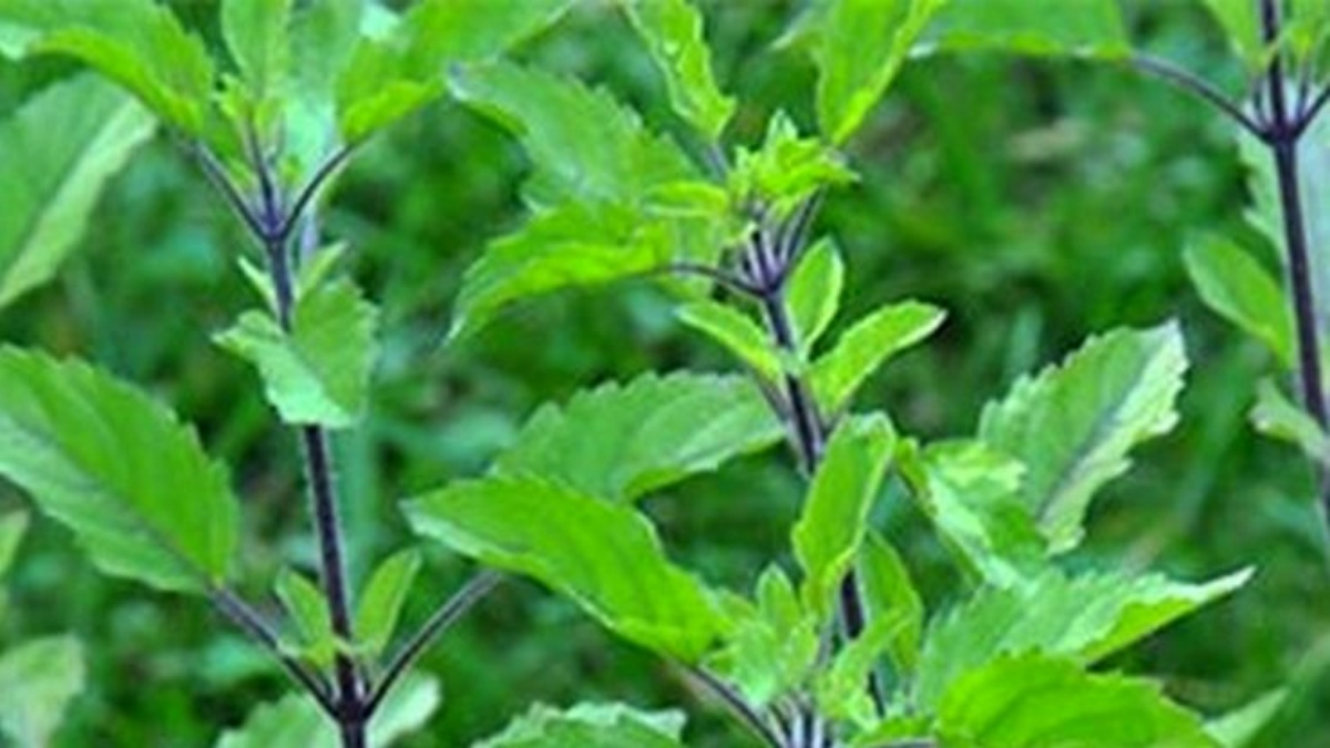 வெறும் 4, 5 "இலைகள்" போதும்.. டக்கு டக்னு ஆச்சரியம் நிகழும் ...