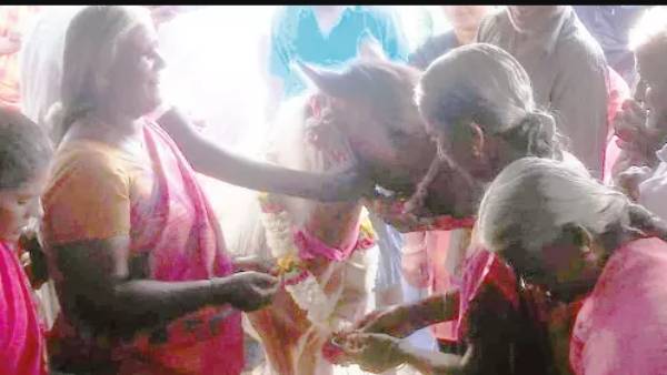 அரண்ட அந்தியூர்.. ஈர்த்த ஈரோடு.. "கர்ப்பிணி"யை பார்க்க முண்டியடித்து வந்த கூட்டம்.. இதுதான் ...