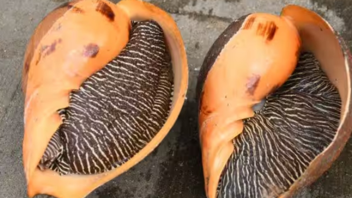 பட்டினப்பாக்கத்தில் ஒரே ஆச்சரியம்.. அதென்ன ஆரஞ்சு கலர்ல.. திரண்ட ...