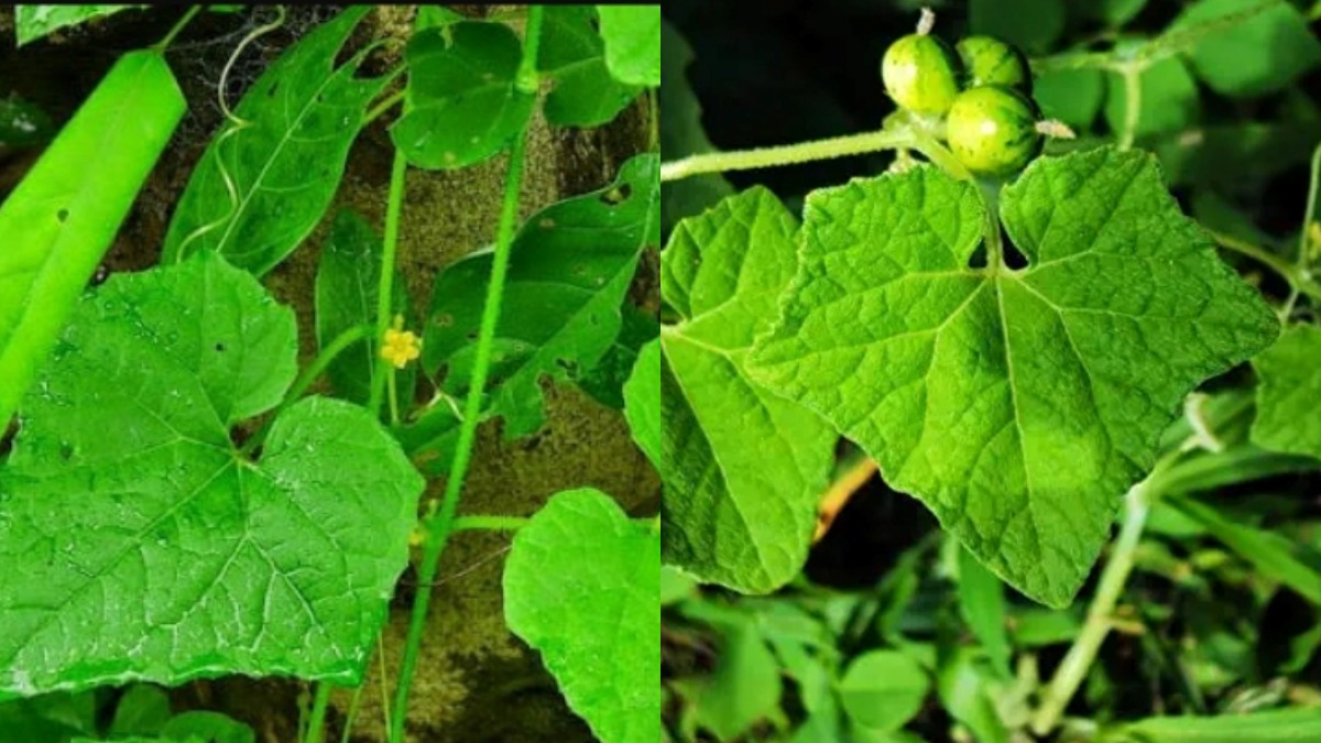 முசுமுசுக்கை இலை.. நுரையீரலின் பாதுகாவலன்..ஒரேயொரு கைப்பிடி ...